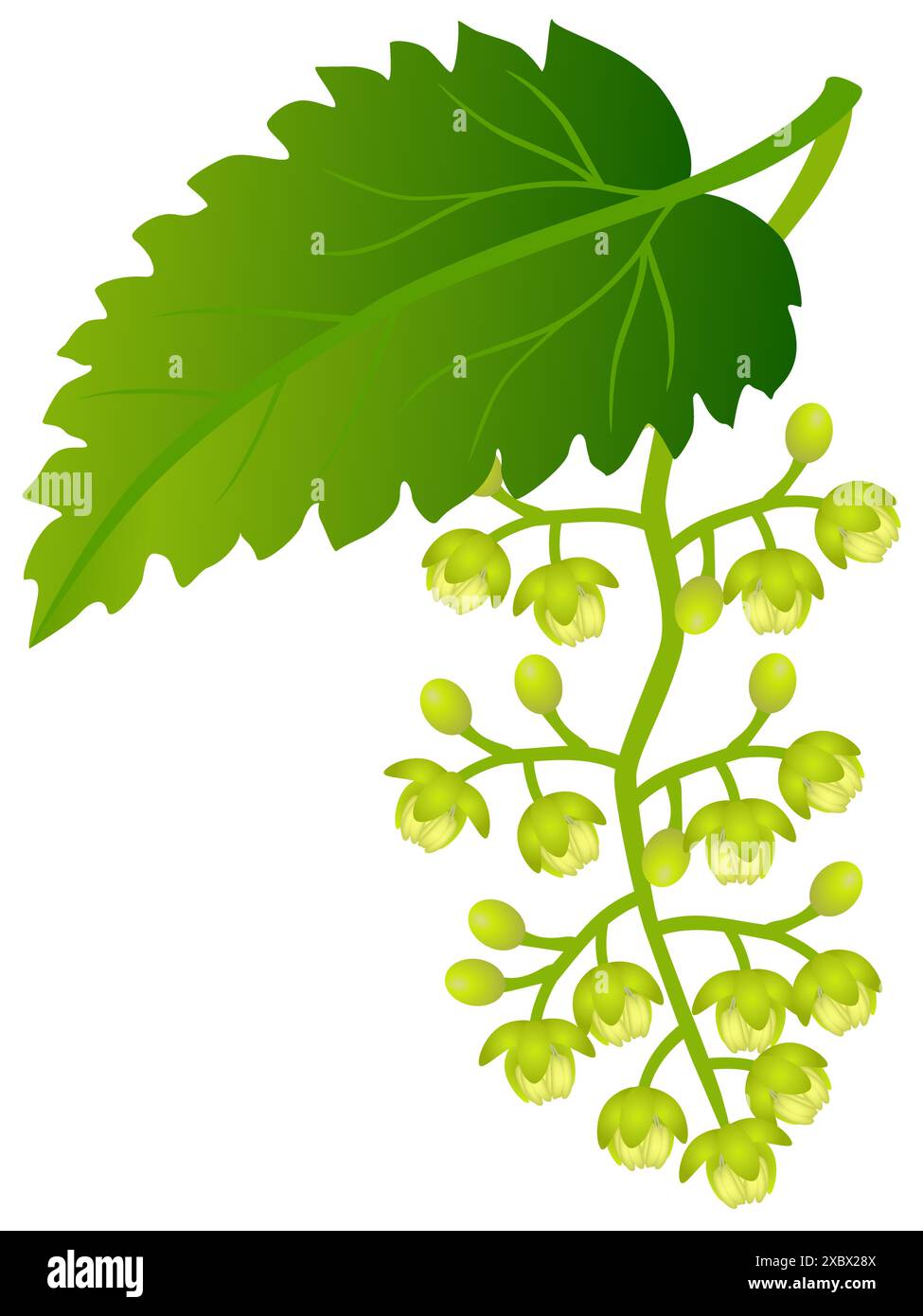 Male hop inflorescence with leaf on white background Stock Vector Image ...