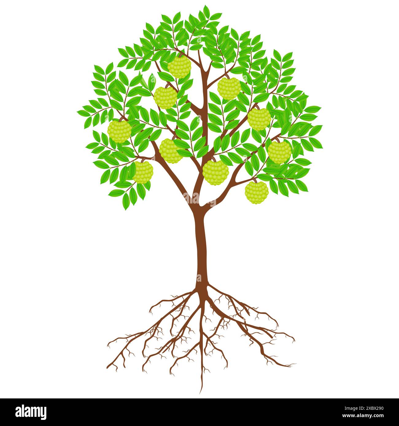Sugar apple tree with fruits and roots on a white background Stock ...