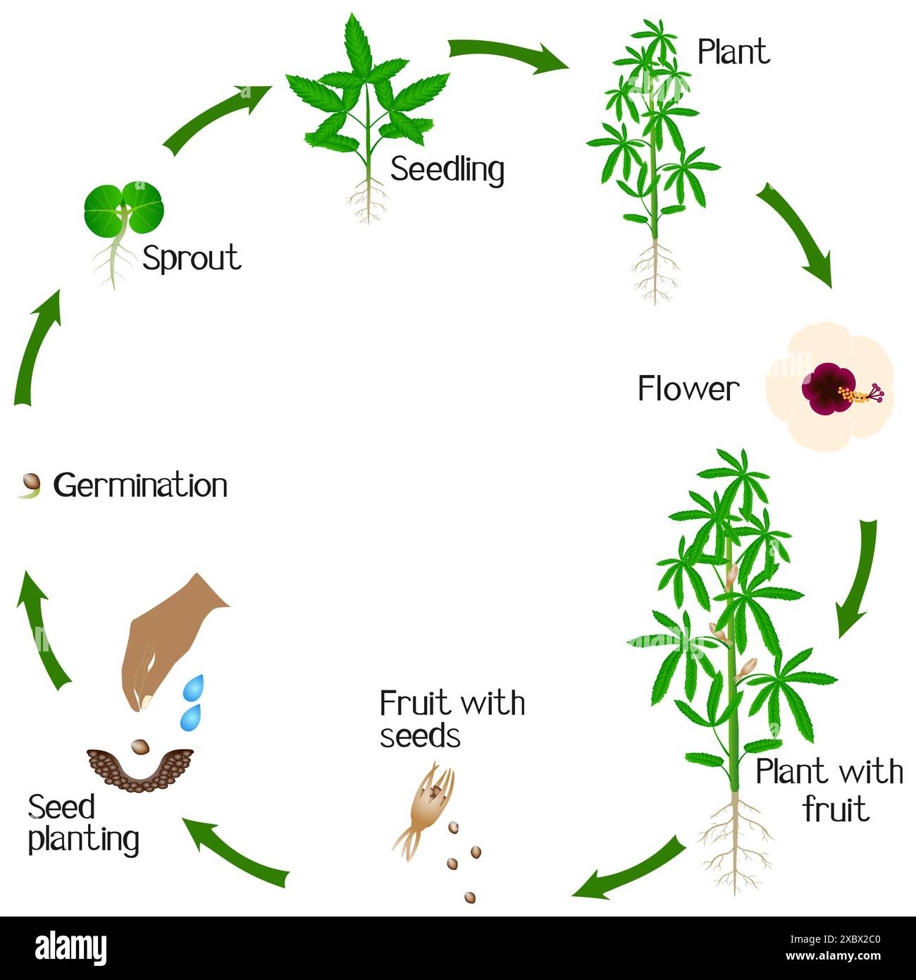 A growth cycle of kenaf plant on a white background Stock Vector Image ...