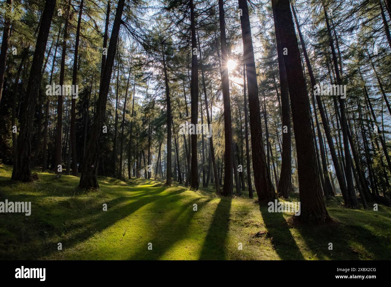 forest, trees, autumn, sunset, light, forest mood, tree, yew, pine ...