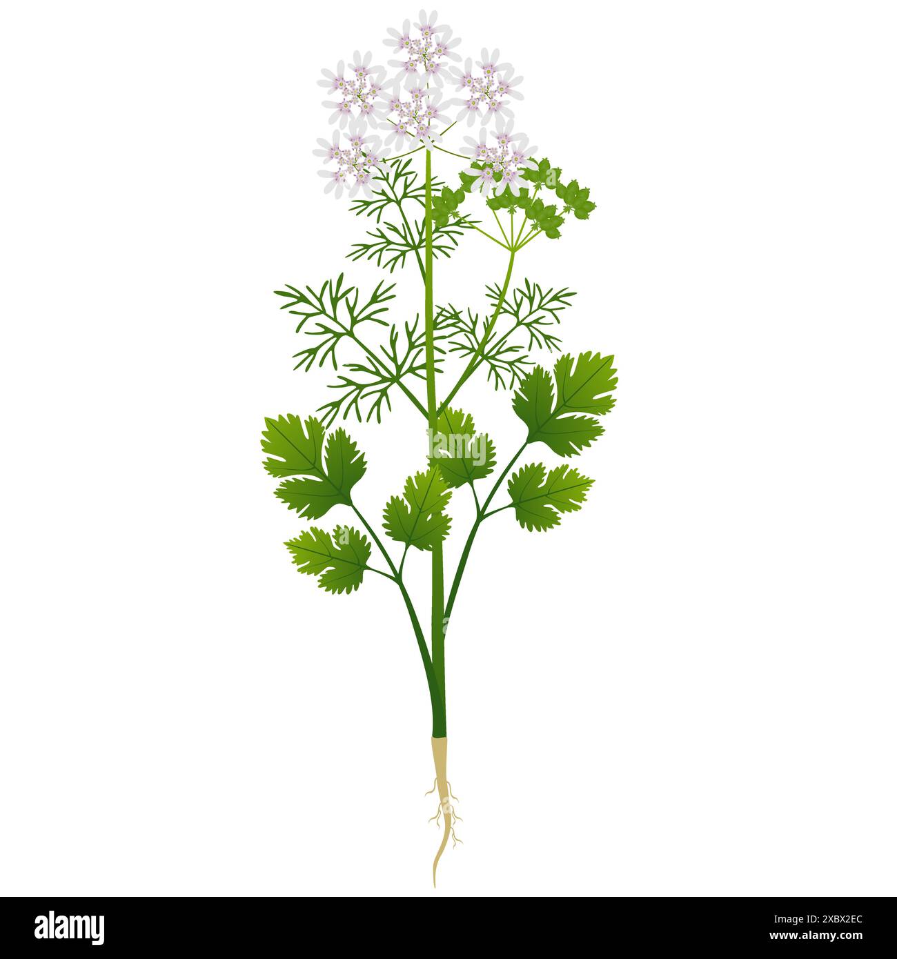 Coriander plant with roots and flowers on a white background Stock ...