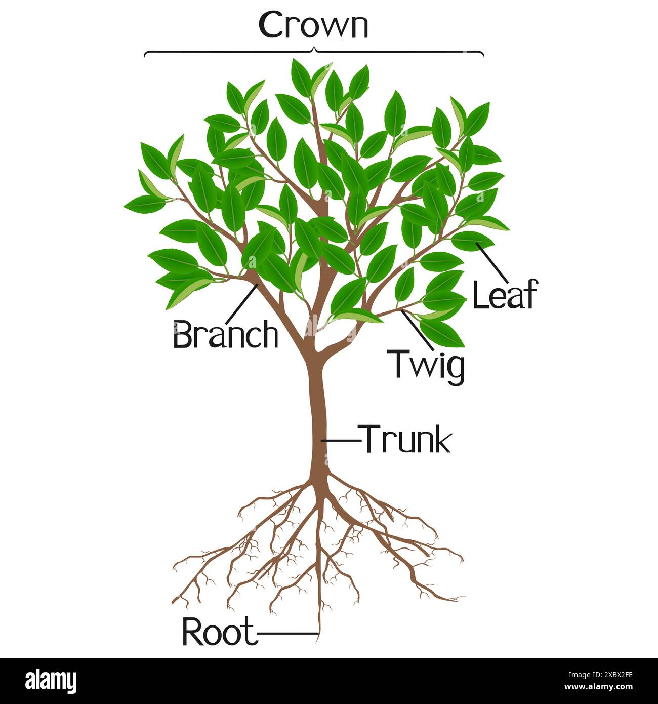 Parts of a tree with roots on a white background Stock Vector Image ...