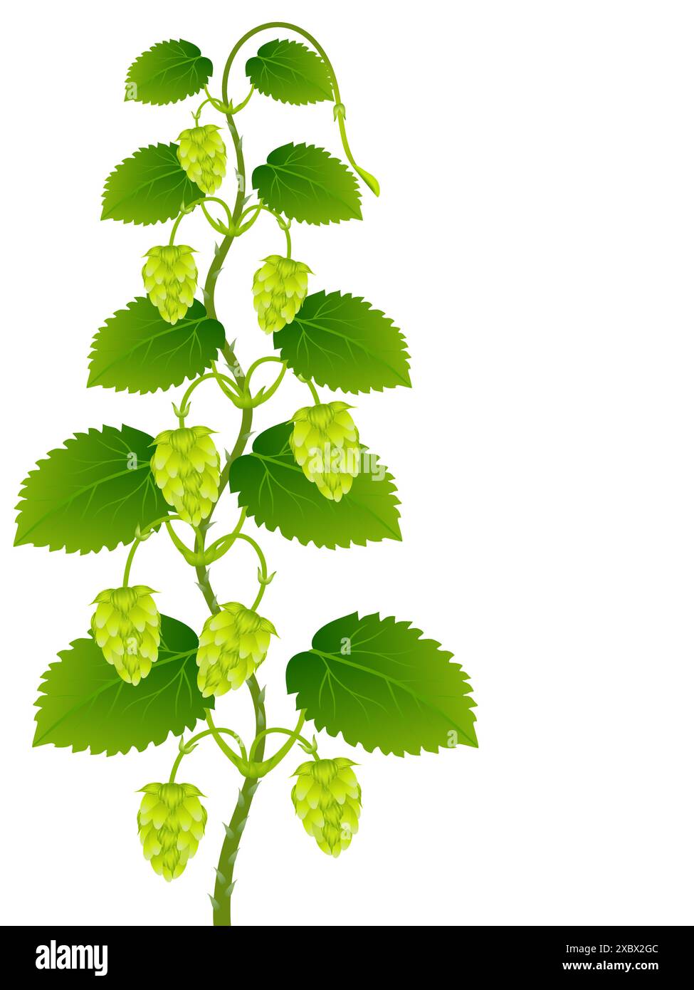 Green hop cones with leaves on a white background Stock Vector Image ...