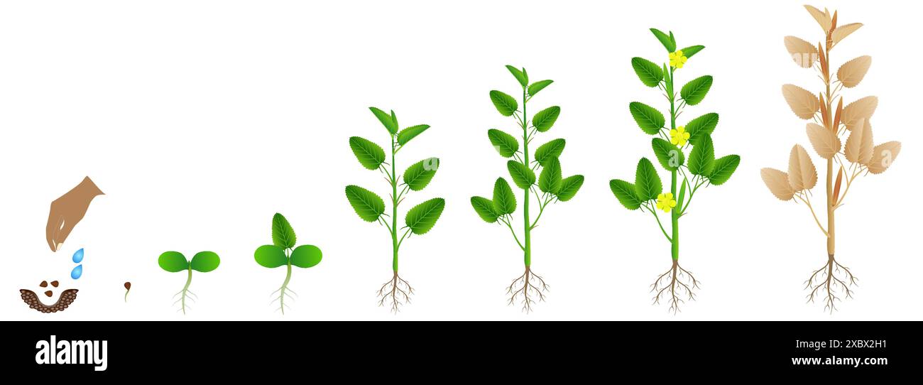 Cycle of growth of jute plant on a white background Stock Vector Image ...