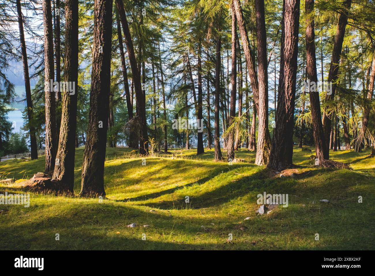 forest, trees, autumn, sunset, light, forest mood, tree, yew, pine ...