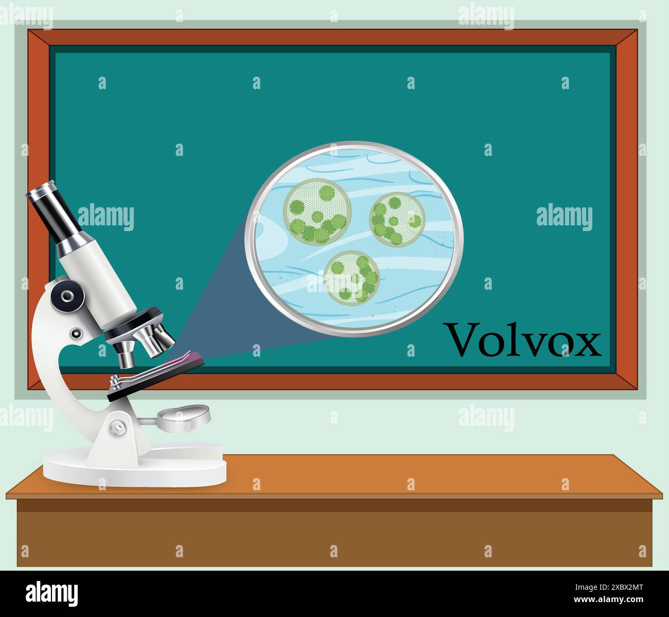 Volvox under the microscope. microscope with anatomy structure of ...