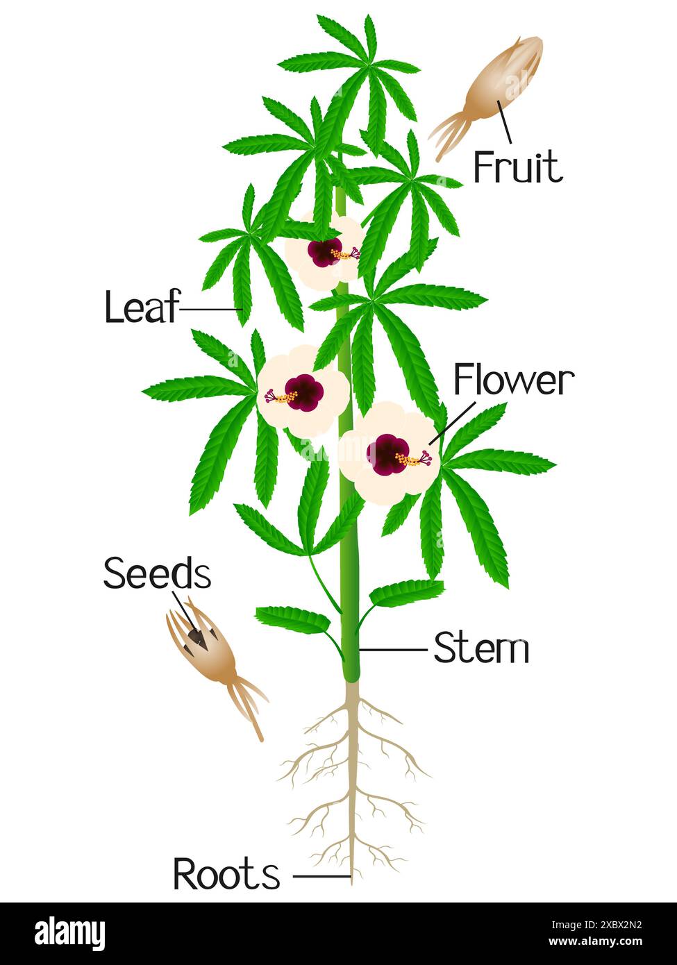 Parts of kenaf plant on a white background Stock Vector Image & Art - Alamy