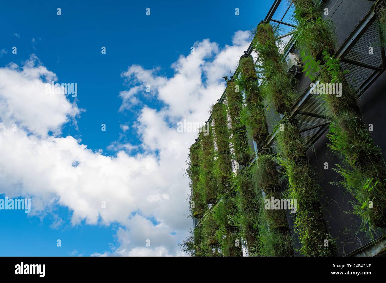 Modern green building climbing plant Eco friendly building, Concept ...