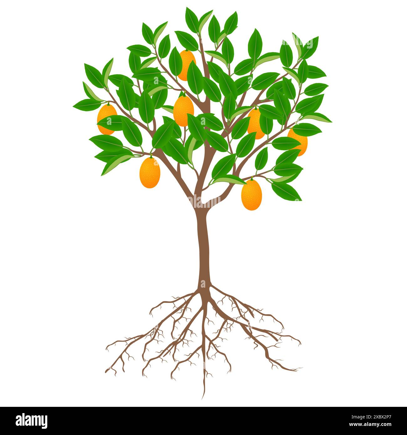 Tree with roots and fruit Stock Vector Images - Alamy