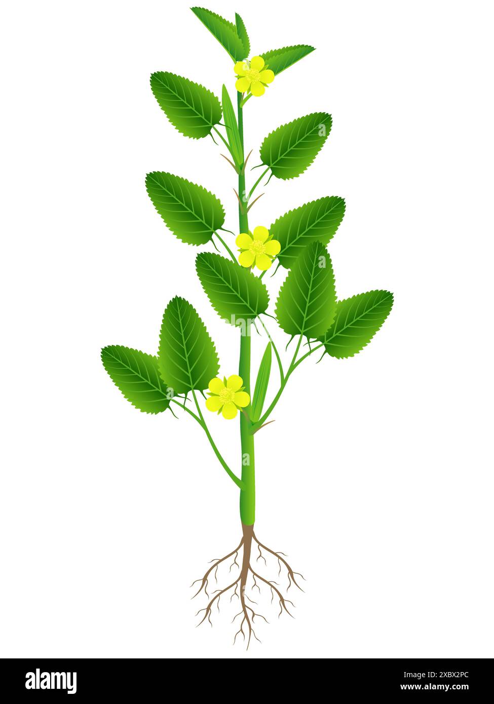 Jute plant with roots isolated on white background Stock Vector Image ...