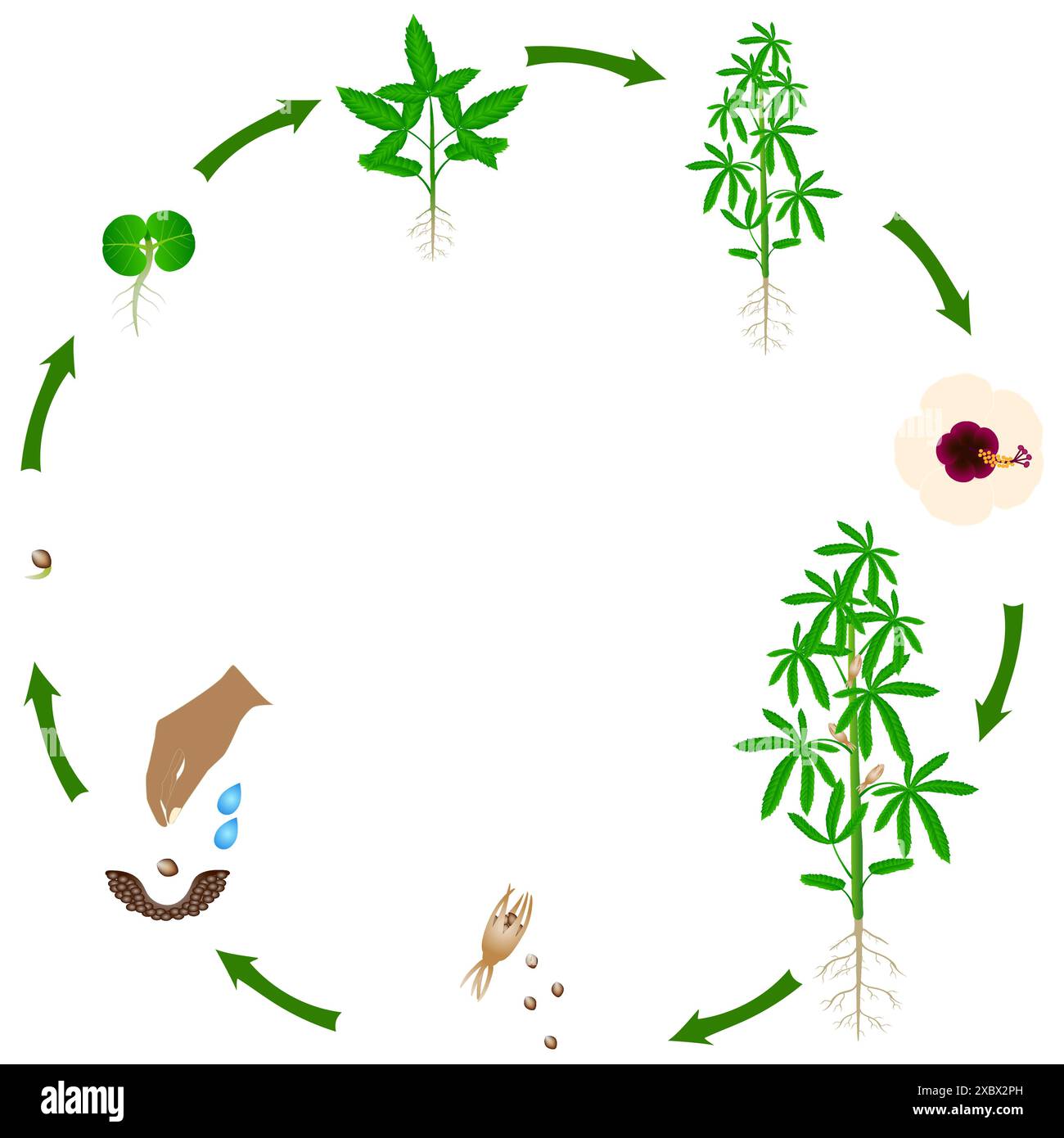 Life cycle of kenaf plant on a white background Stock Vector Image ...