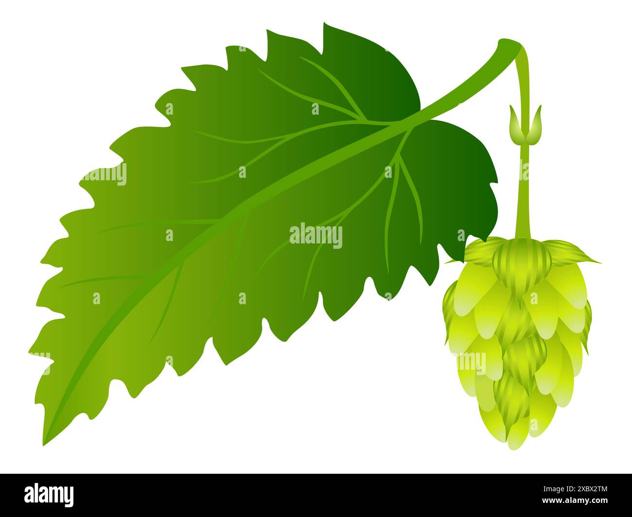 Hop cone with leaf on a white background Stock Vector Image & Art - Alamy