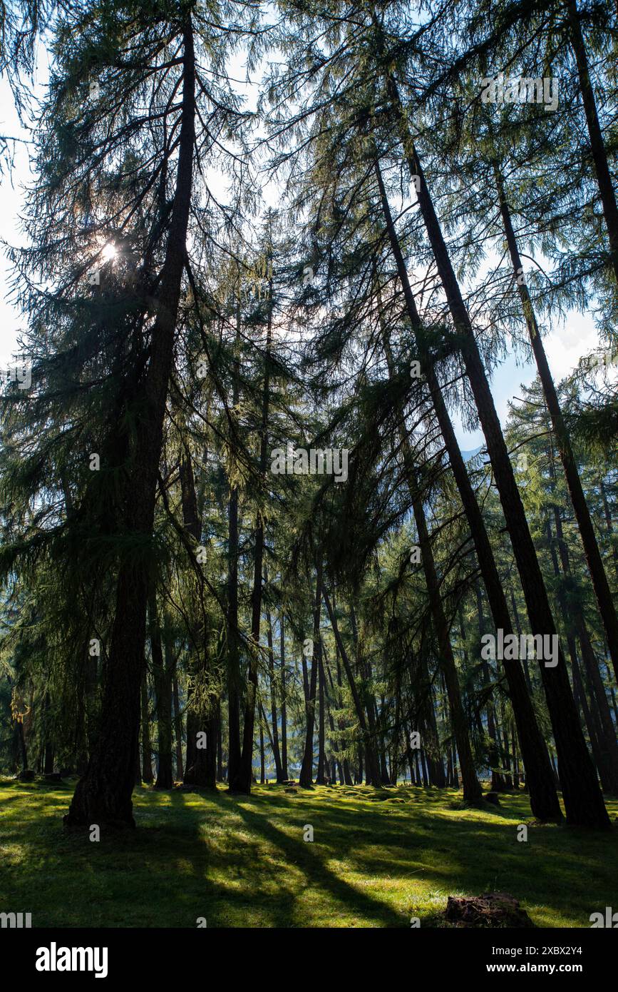 forest, trees, autumn, sunset, light, forest mood, tree, yew, pine ...