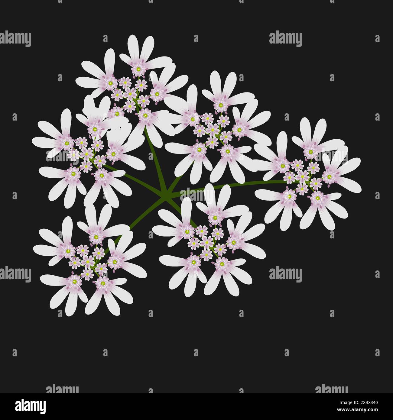 Botanical illustration coriander Stock Vector Images - Alamy