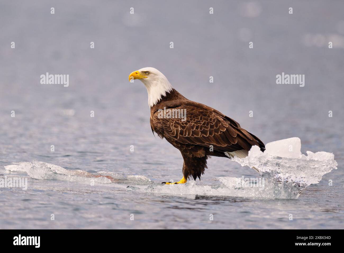 A majestic bald eagle perched on a floating ice piece in a serene body ...