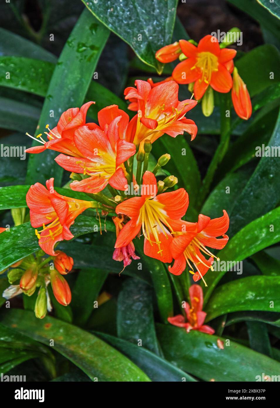 Orange Clivia Miniata plant Stock Photo - Alamy