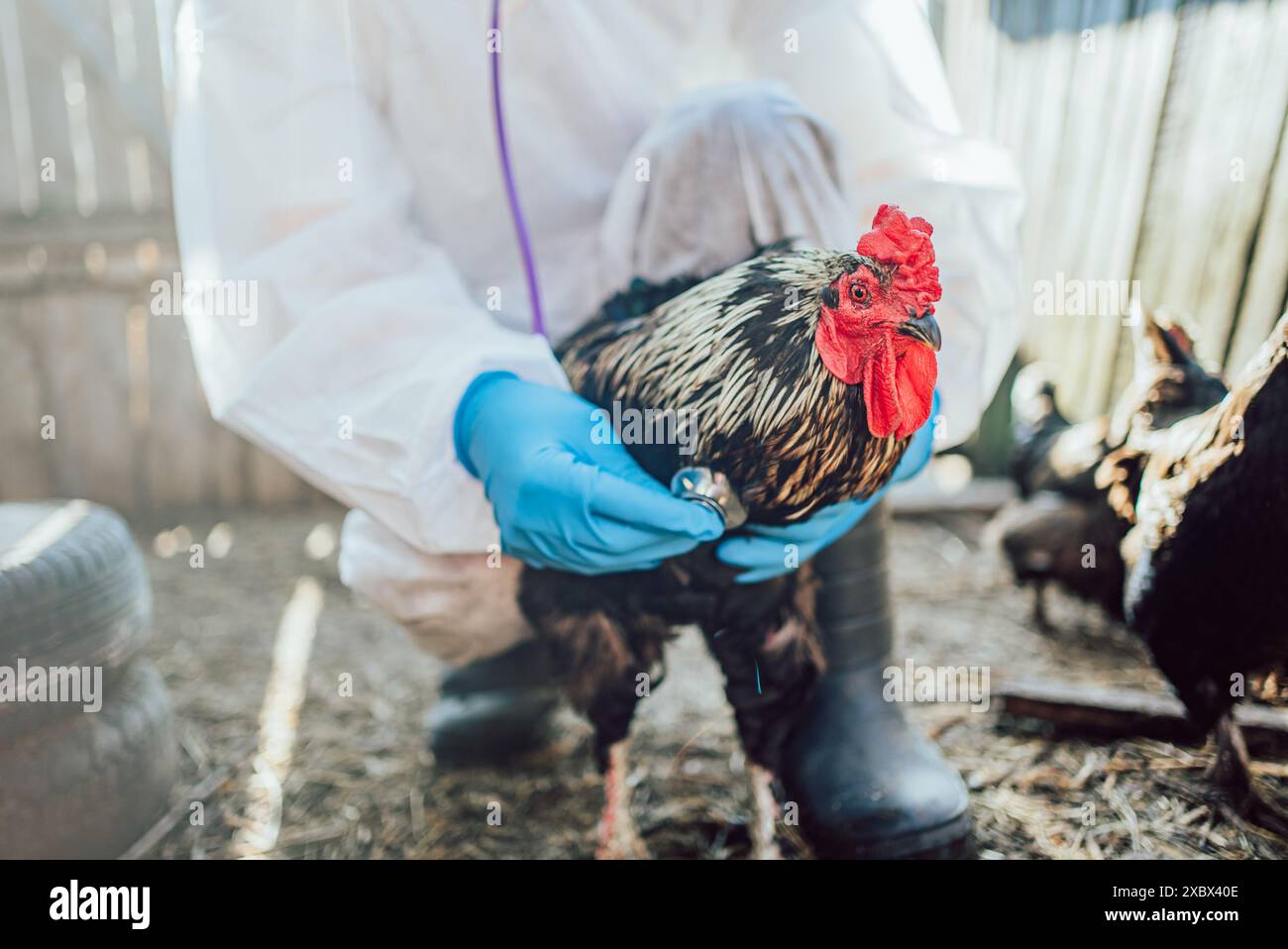 Rooster mask hi-res stock photography and images - Alamy