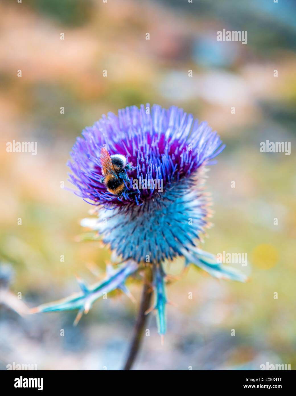 Pollination photography hi-res stock photography and images - Alamy