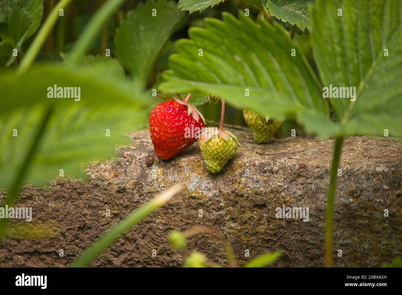 red strawberries under green leaves on the ground in a home garden next ...