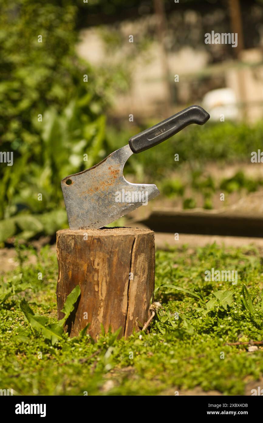 on a green background on a sunny day, a metal ax stuck in a tree stump ...