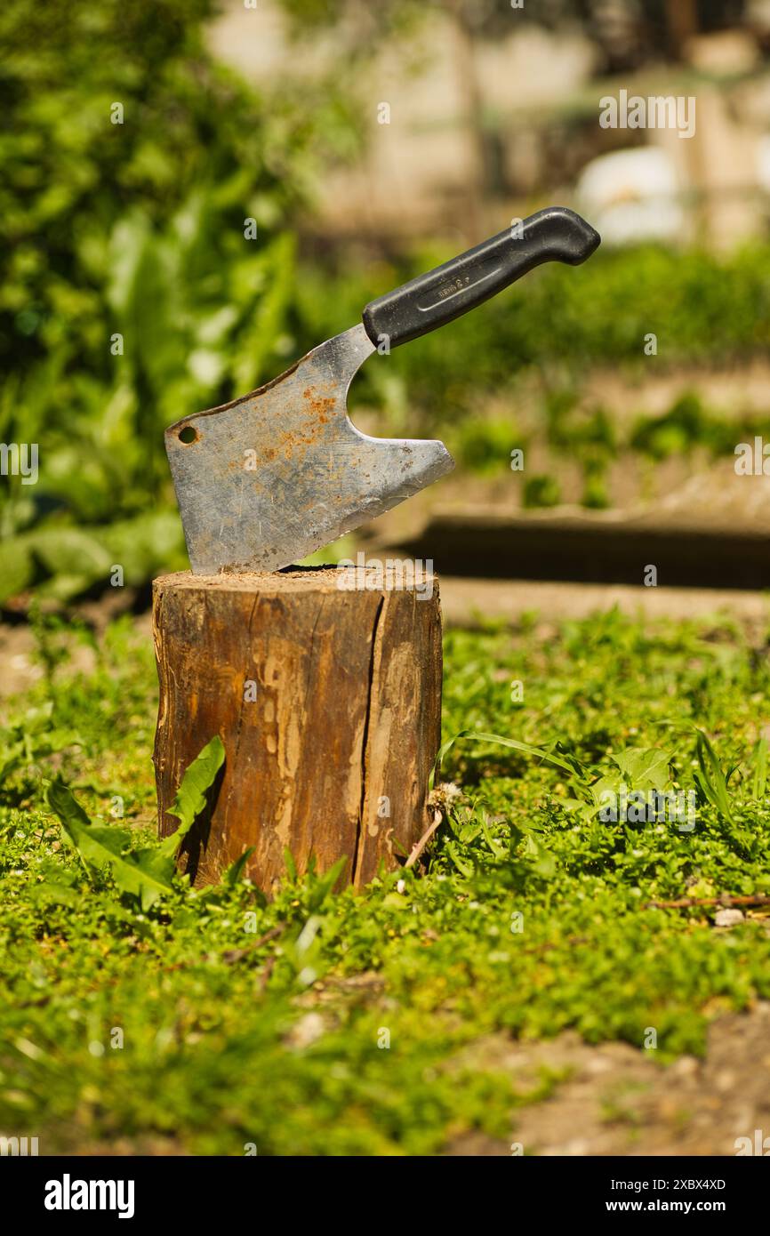 on a green background on a sunny day, a metal ax stuck in a tree stump ...