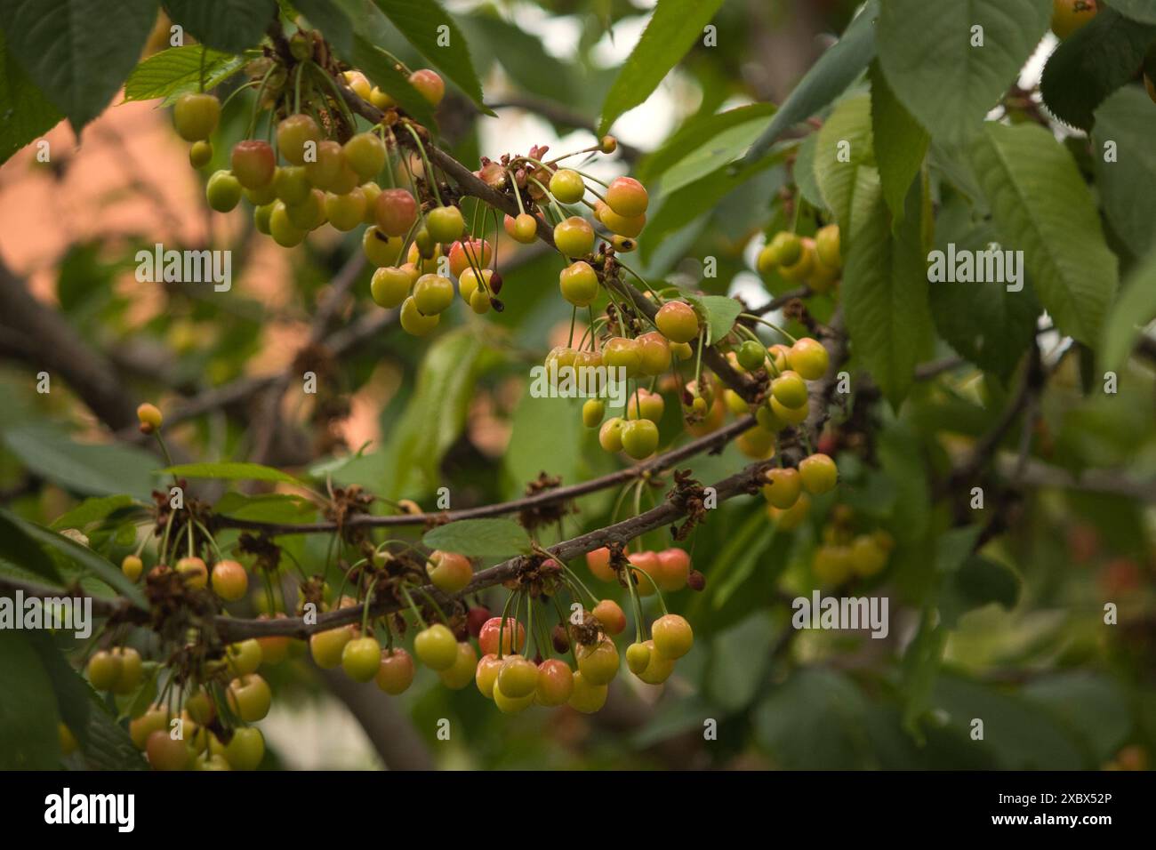 unripe green cherries on a green tree in early summer Stock Photo - Alamy
