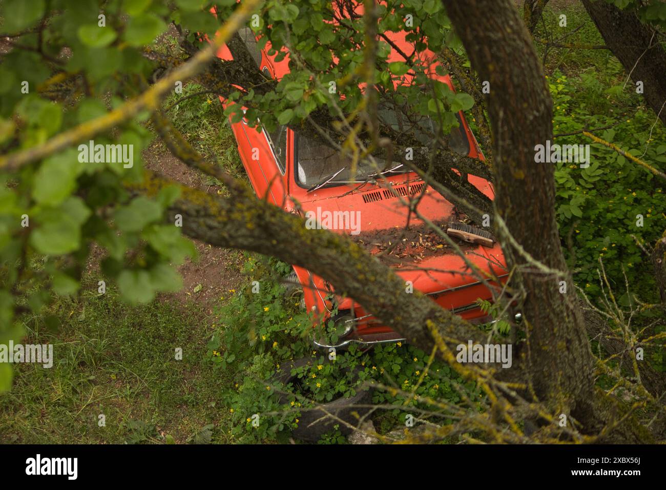 an abandoned red old car stands on an abandoned area overgrown with ...