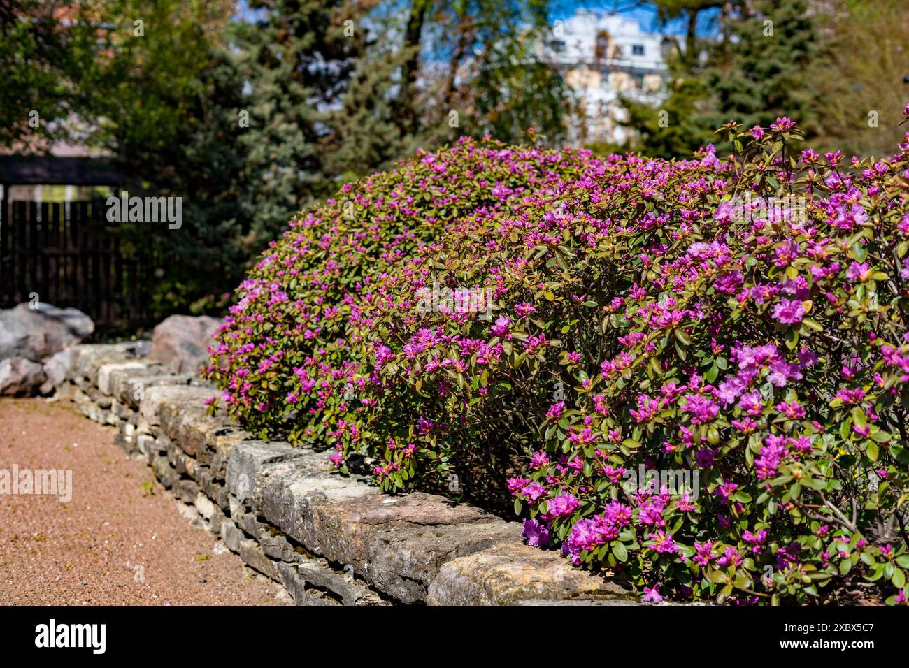 Beautiful blooming pink azaleas - flowering shrubs in rhododendrons ...