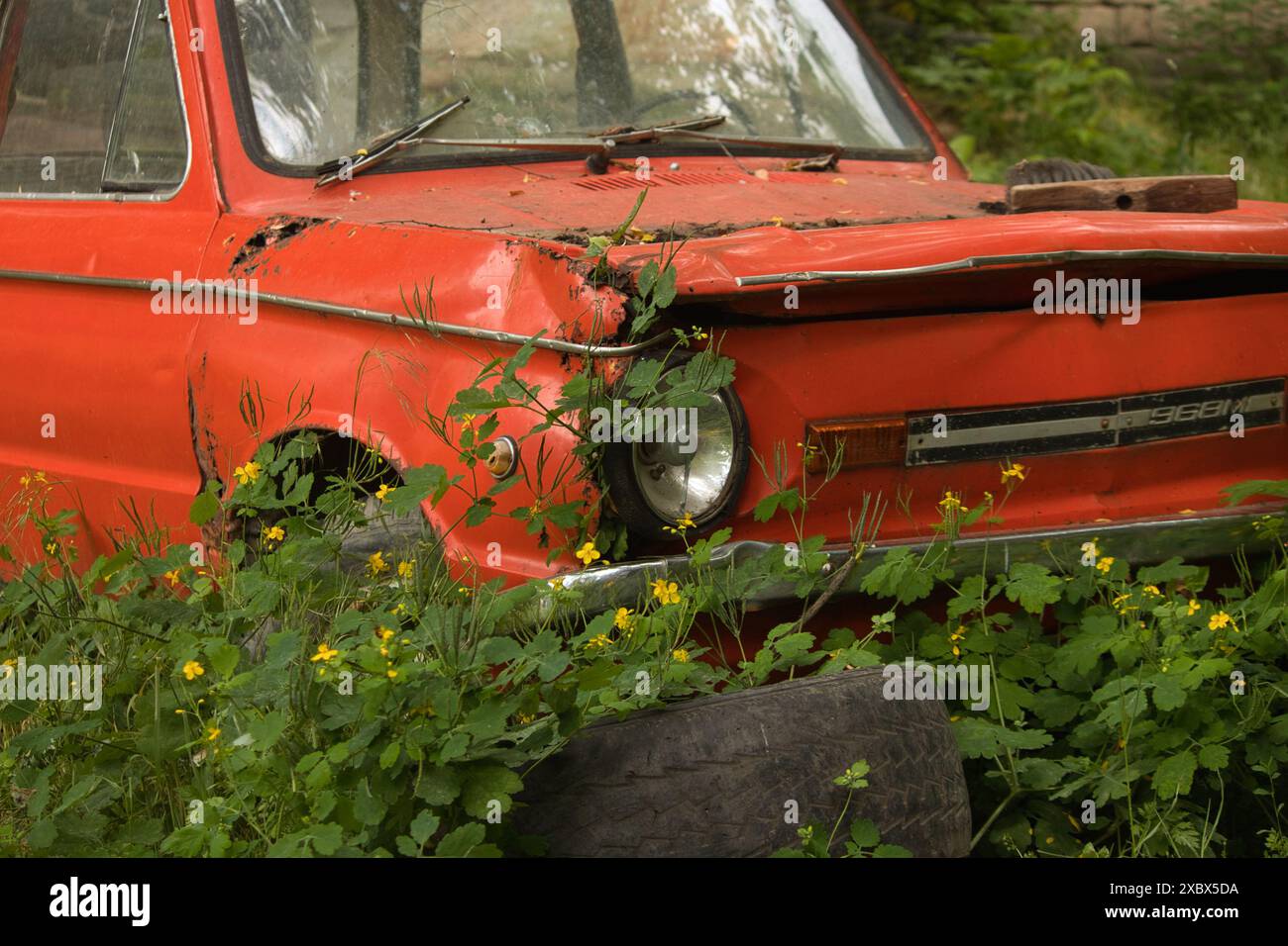 an abandoned red old car stands on an abandoned area overgrown with ...
