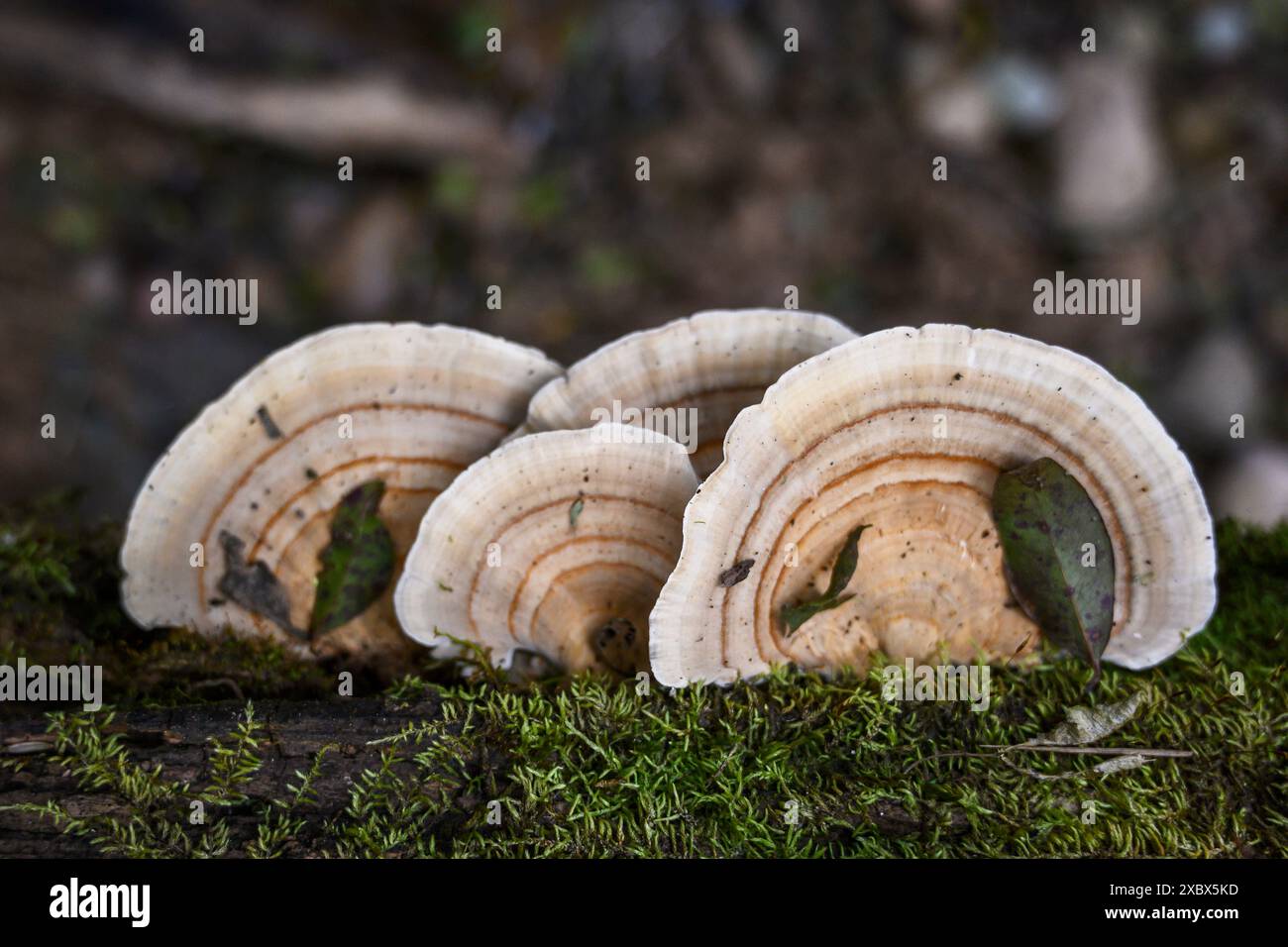 Fan shaped bracket fungus hi-res stock photography and images - Alamy