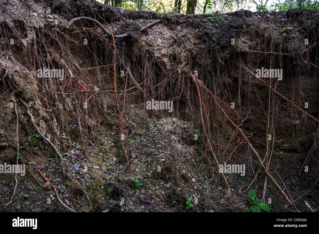 vertical section of the soil where you can see what is underneath ...