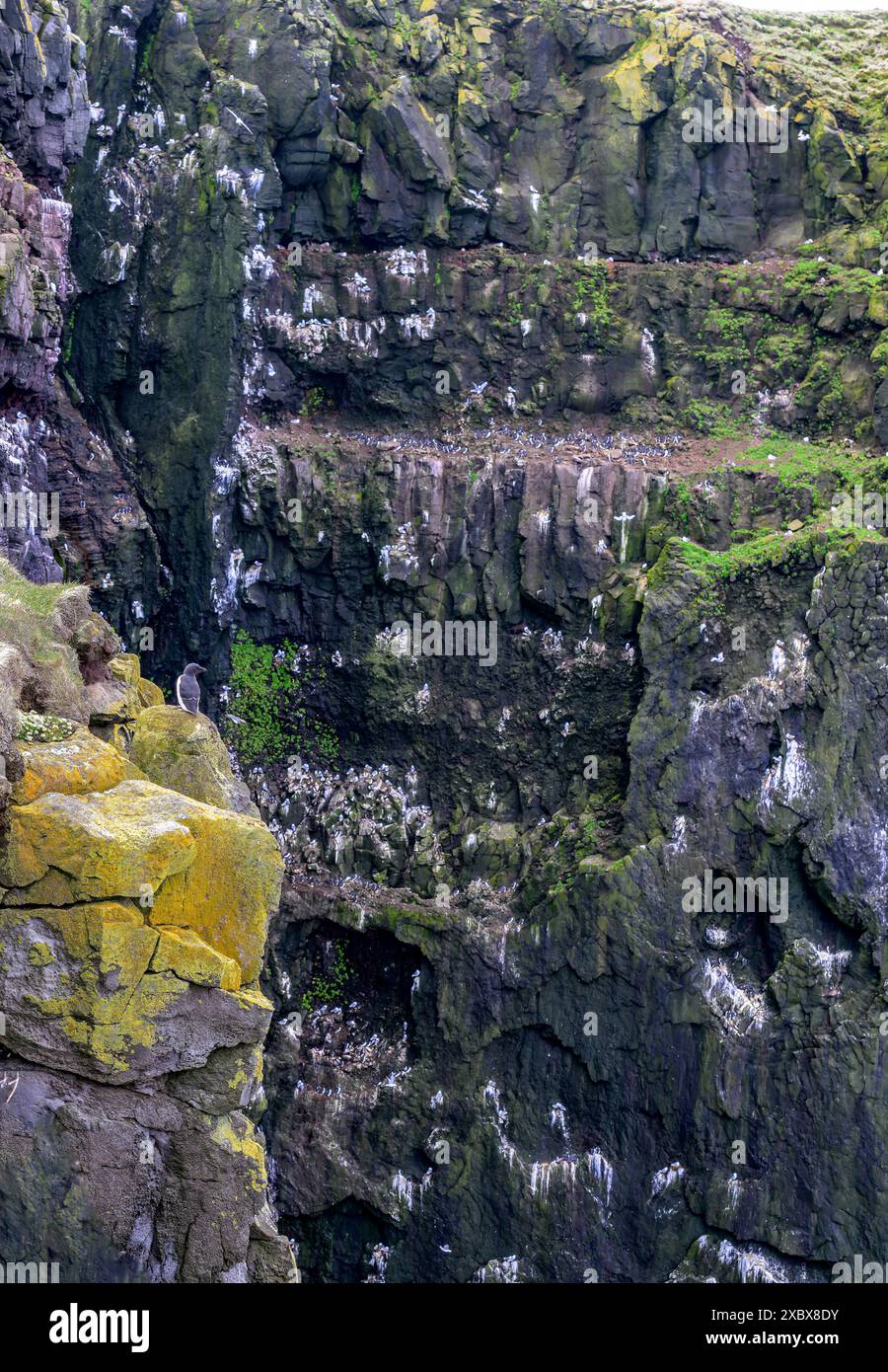 Kittiwakes, razorbills, northern fulmars and other seabirds nesting and ...