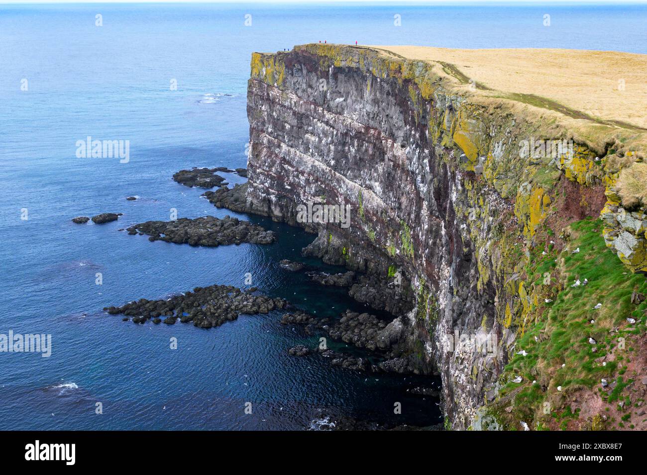 The magnificent Latrabjarg seabird cliff. Westfjords, Iceland in May ...