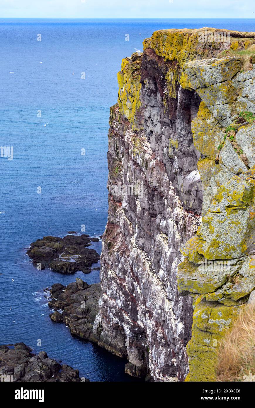 The magnificent Latrabjarg seabird cliff. Westfjords, Iceland in May ...