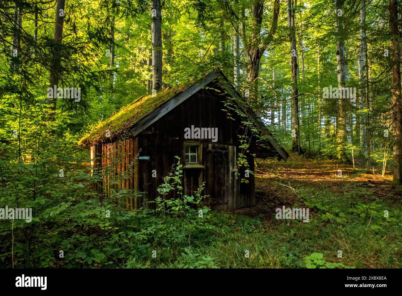 cabin, woods, forest, moss, nature, rustic, secluded, greenery, trees ...