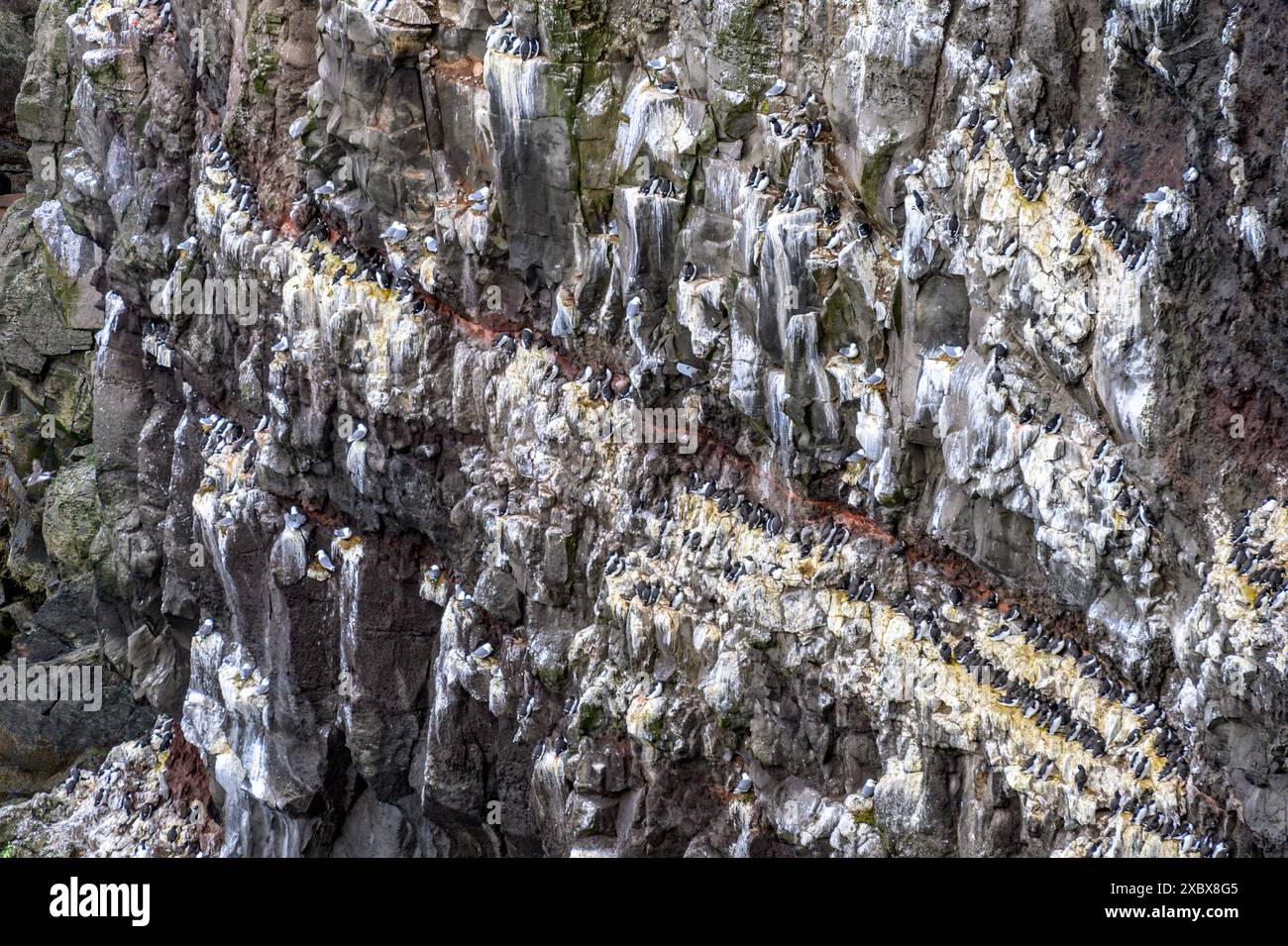 Common murre and kittiwakes nesting and reproducing in Latrabjarg bird ...