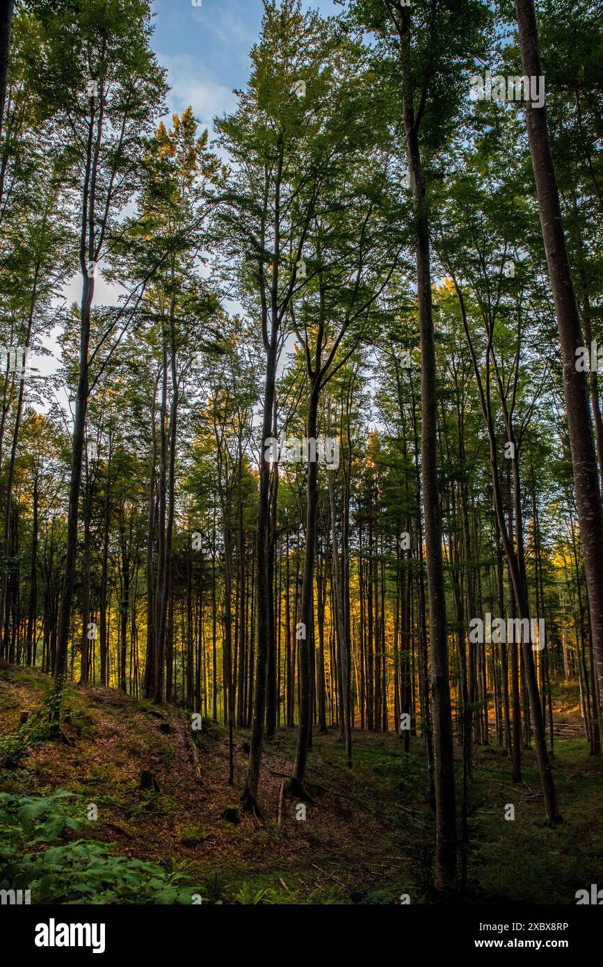 Summer season images hi-res stock photography and images - Alamy