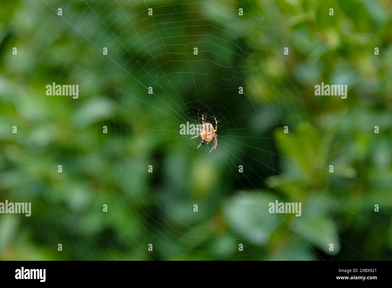 spider, web, arachnid, silk, nature, insect, predator, delicate ...