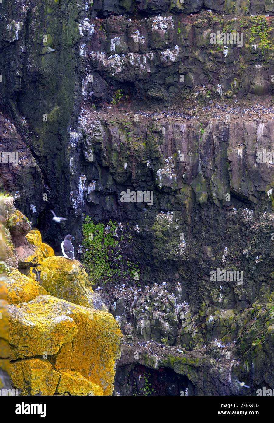 Kittiwakes, razorbills, northern fulmars and other seabirds nesting and ...