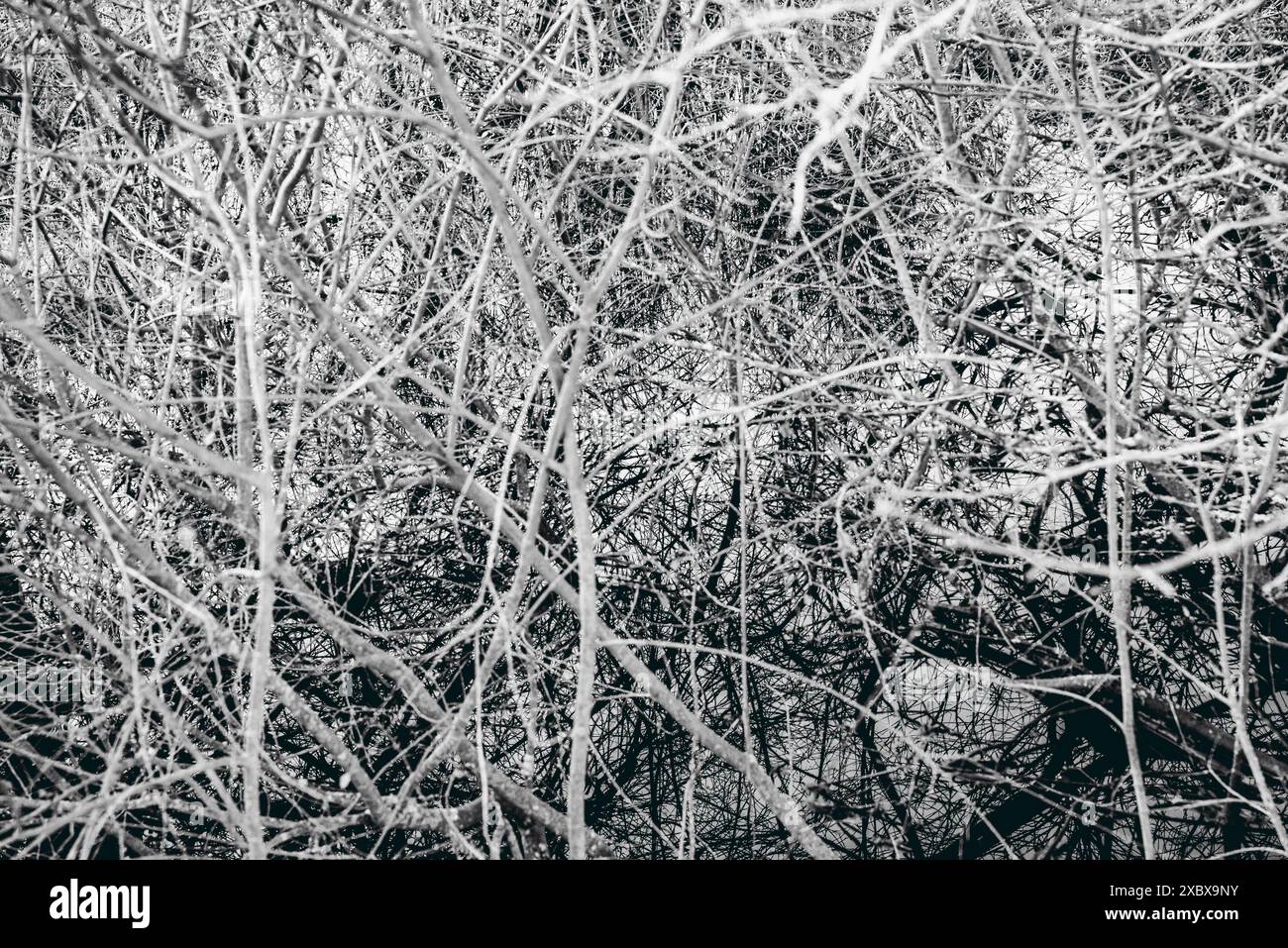 landscape, nature, bird, nest, bush, branches, twigs, twig, horror ...