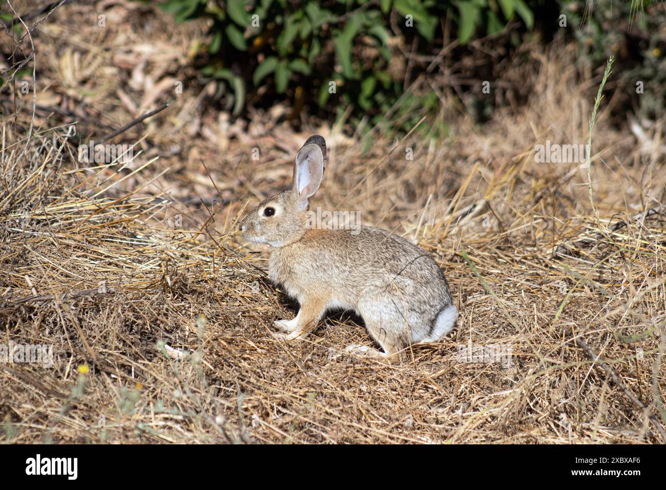 A desert cottontail rabbit, Sylvilagus audubonii, also known as Audubon ...