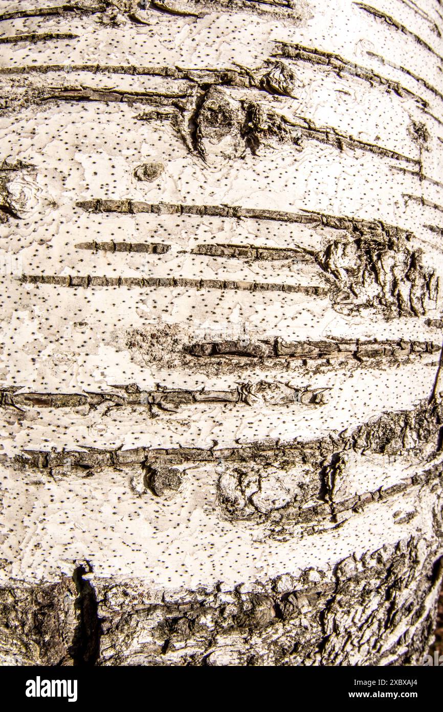 birch, tree, bark, macro, texture, nature, close-up, detail, pattern ...