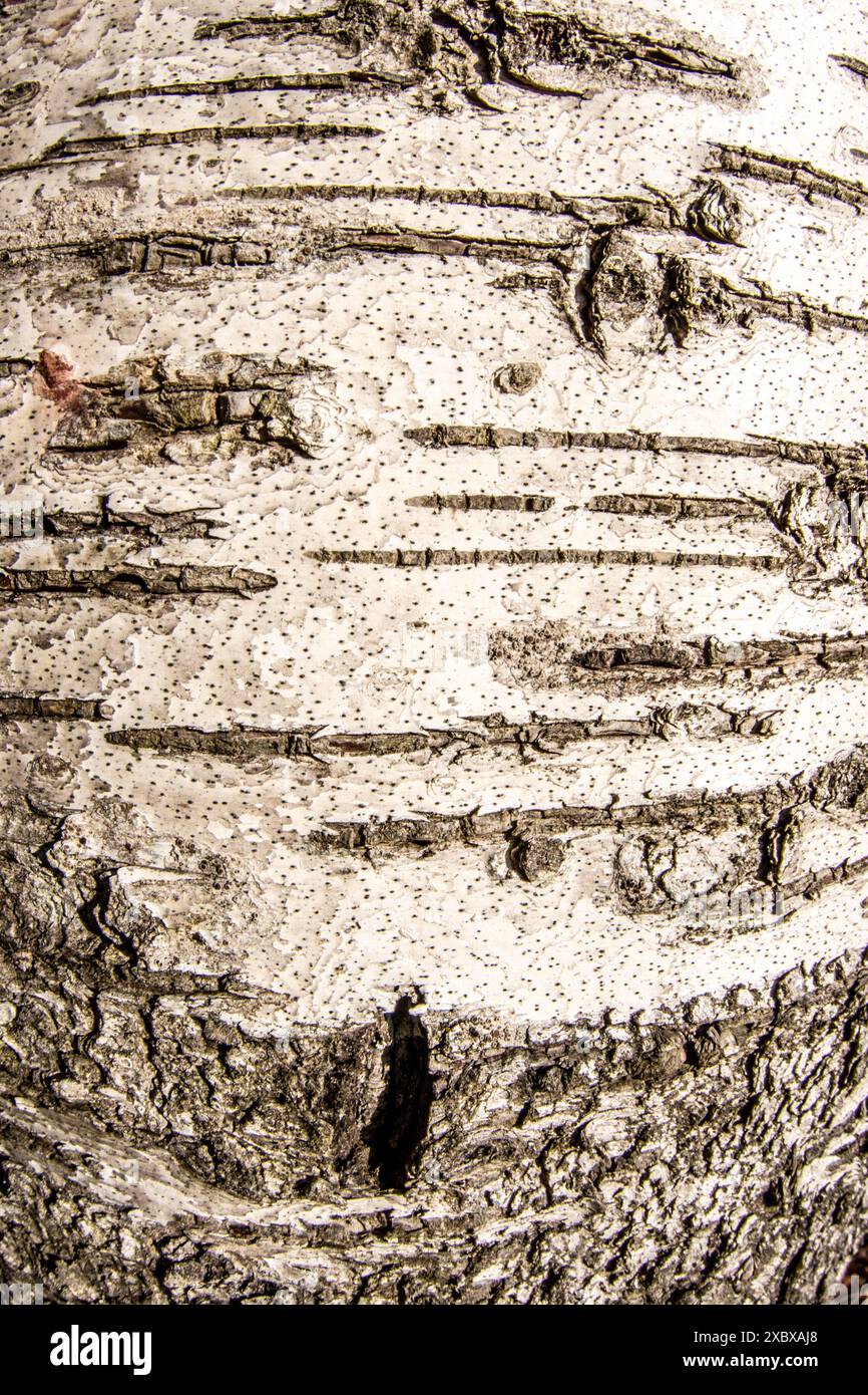 birch, tree, bark, macro, texture, nature, close-up, detail, pattern ...