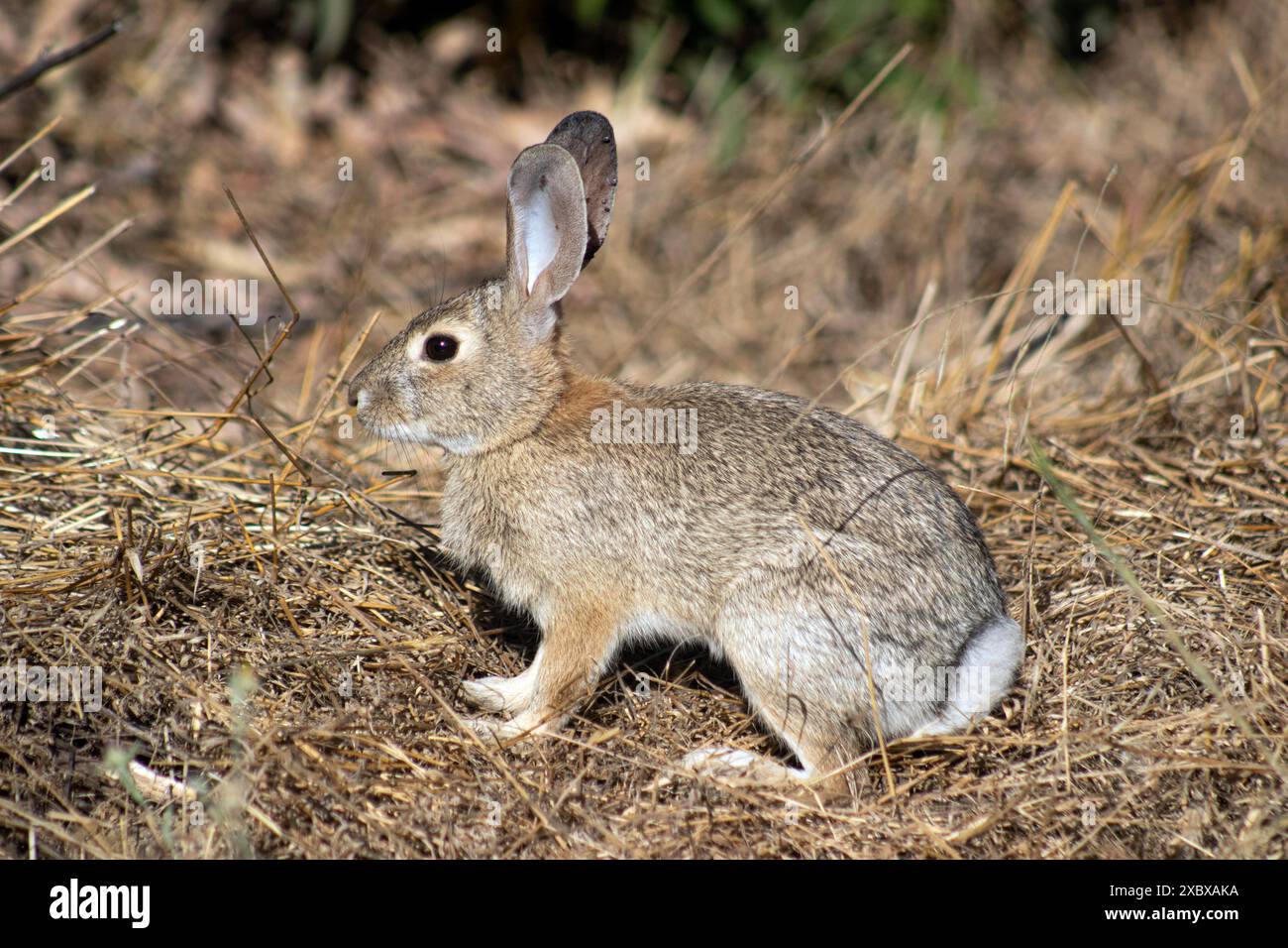 A desert cottontail rabbit, Sylvilagus audubonii, also known as Audubon ...