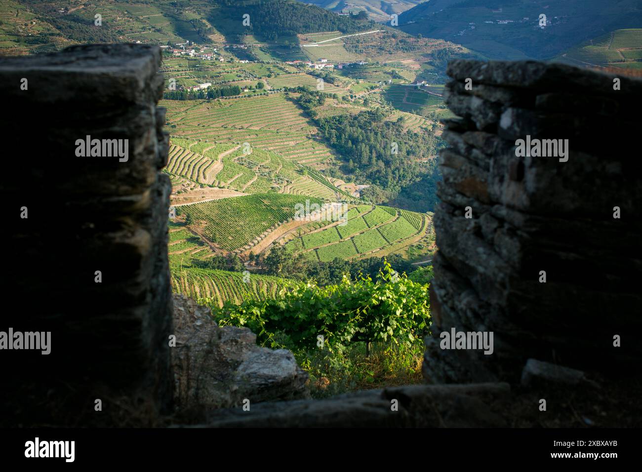 A stunning view of the terraced vineyards of the Douro Valley, Portugal ...