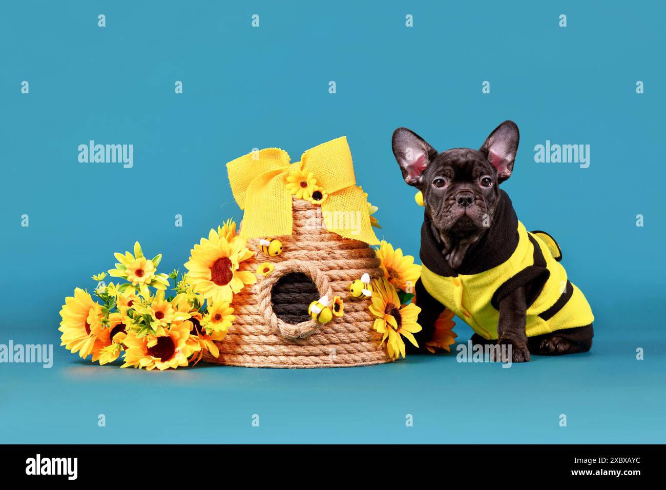 Black French Bulldog dog puppy with bee costume hoodie sitting next to ...