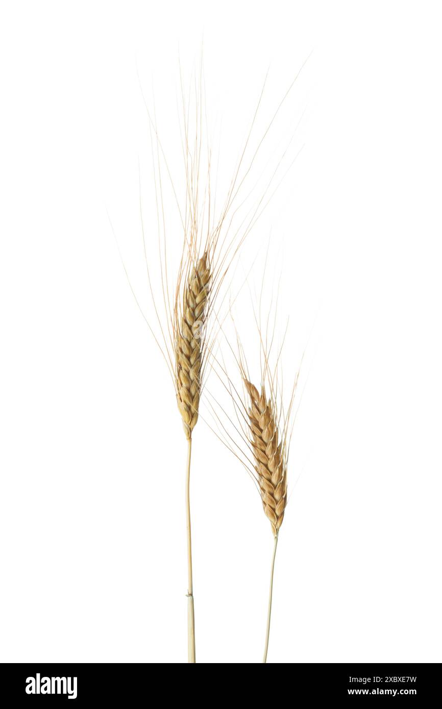 Two Wheat ears isolated on white background. Durum wheat Stock Photo ...