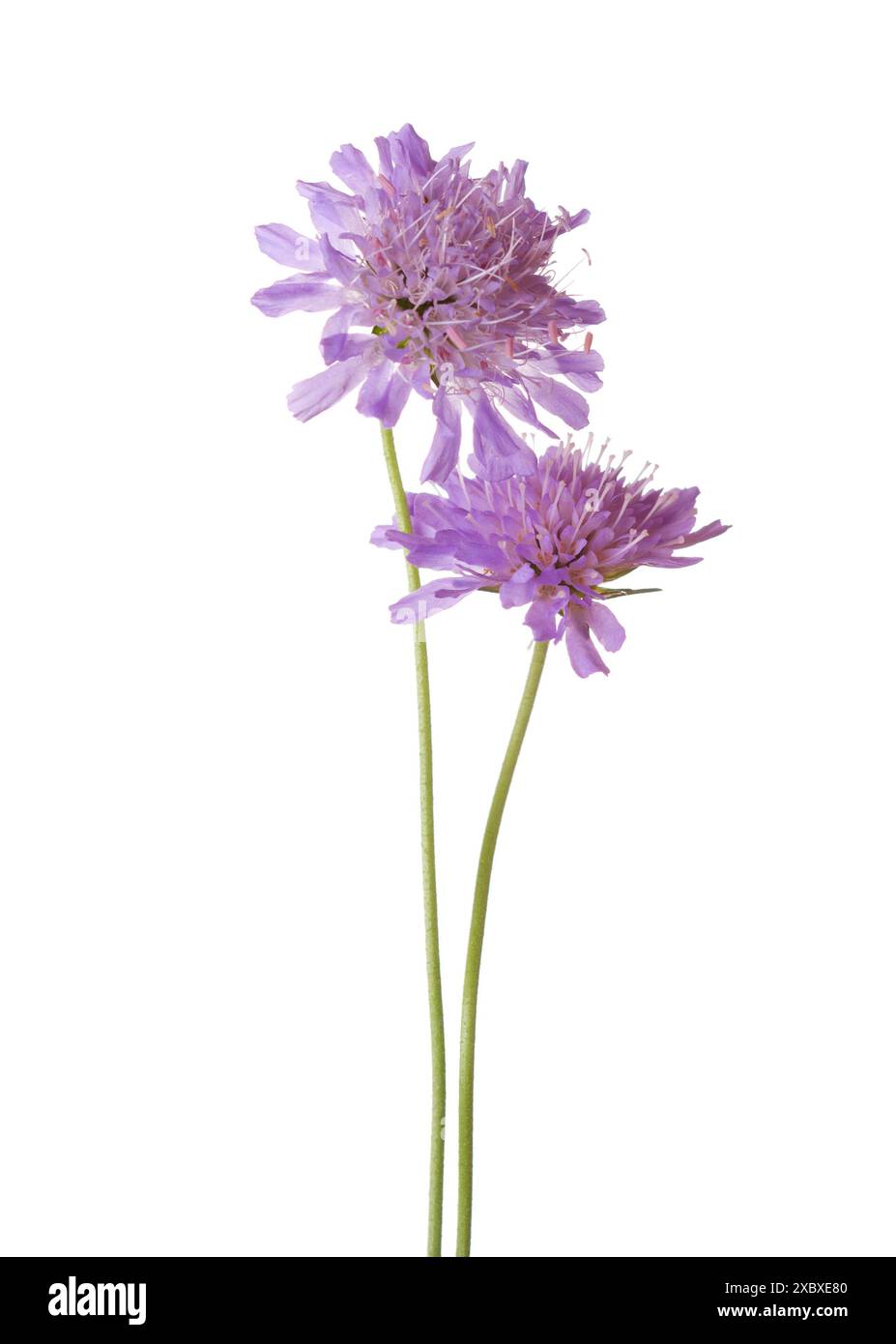 Two Field Scabious flowers isolated on white background. Knautia ...