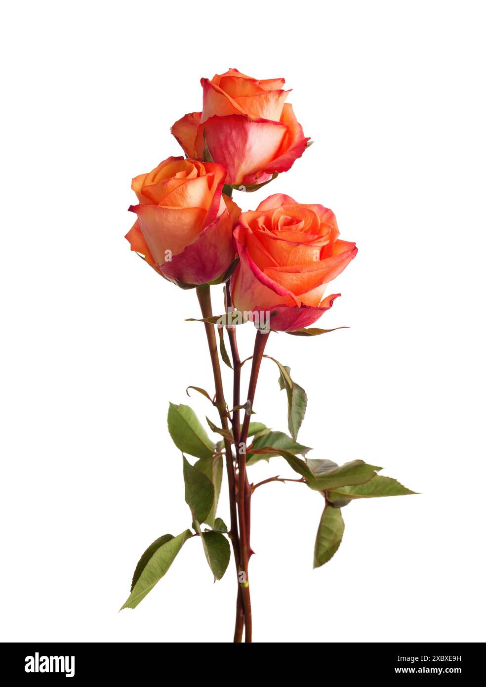 Three orange roses hi-res stock photography and images - Alamy