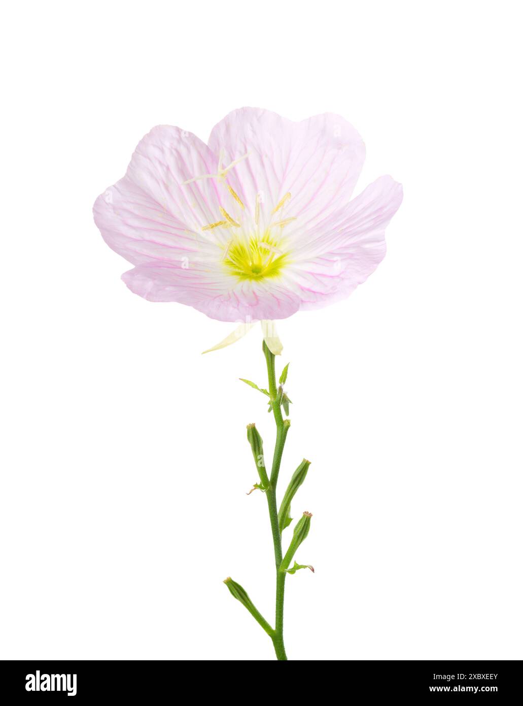 Light pink flower of Pinkladies isolated on white background. Oenothera ...